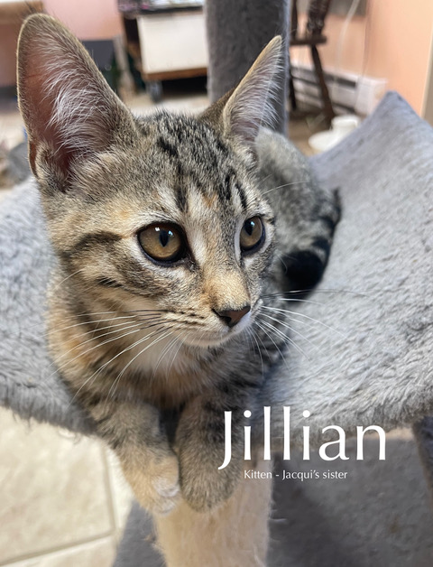 Jillian Is WSCR Cat Of Week | News, Sports, Jobs - Post Journal